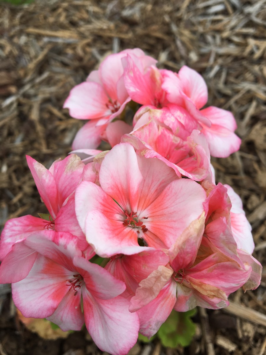 Homestead Sprouts! – The Crunchy Baker