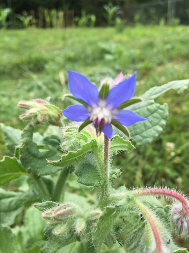 Borage, and Why You Should Grow It – The Crunchy Baker