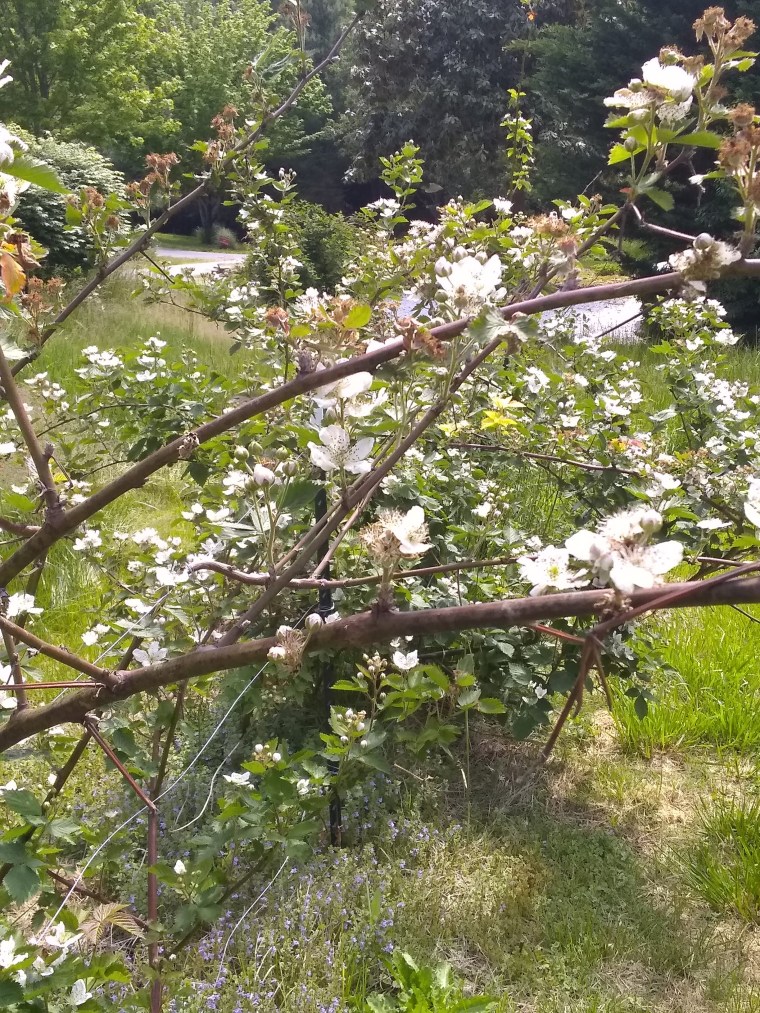 Growing and Caring for Blackberries – The Crunchy Baker