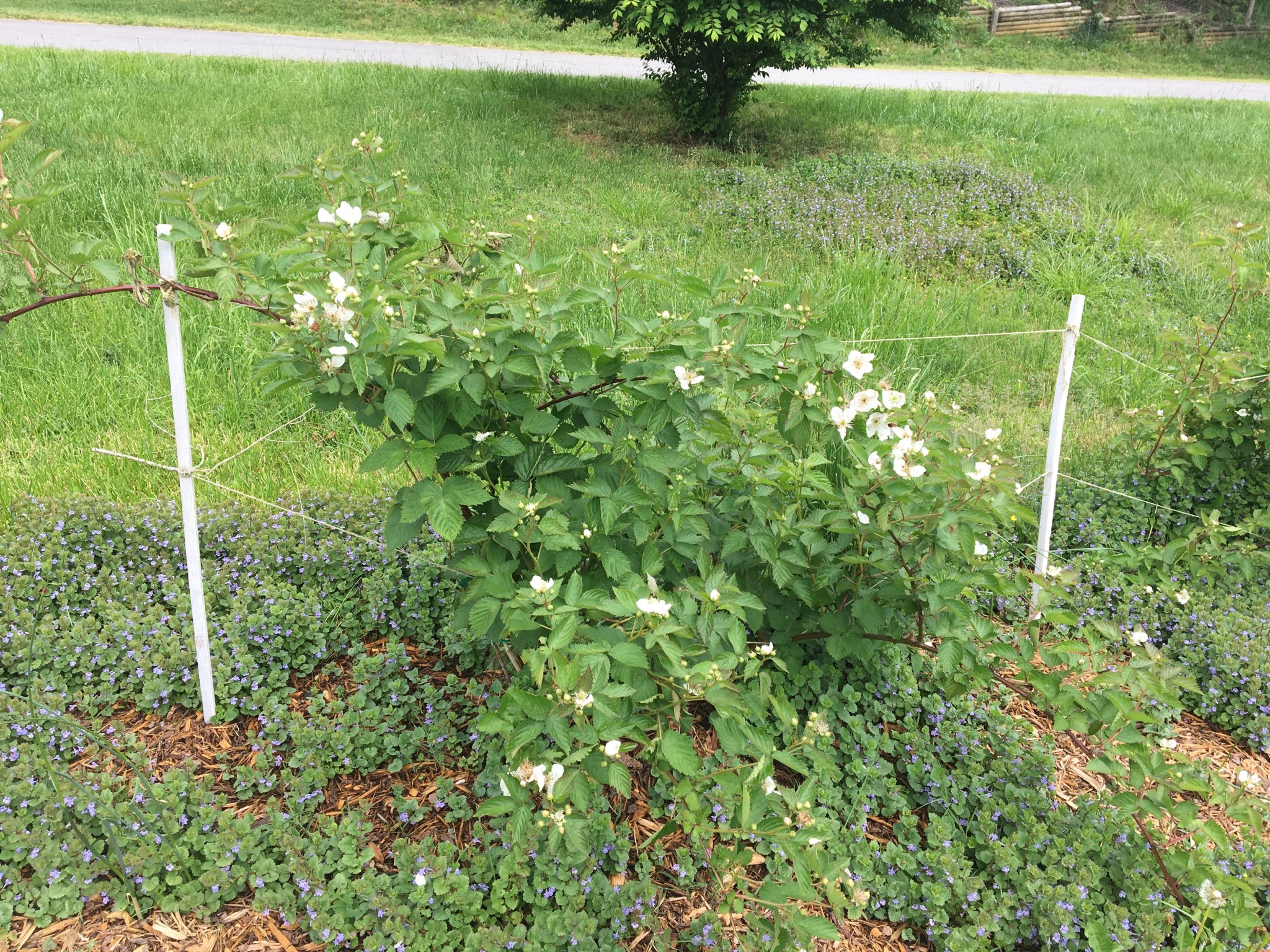 Growing and Caring for Blackberries – The Crunchy Baker