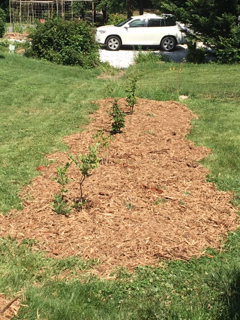 Growing and Caring for Blackberries – The Crunchy Baker